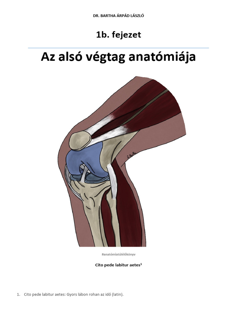 Anatómia Túlélőkönyv 1.b. Fejezet Az Also Vegtag Anatomiaja Poaq4c | PDF