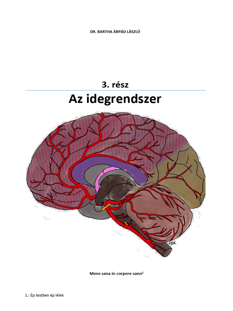 Anatómia Túlélőkönyv - 3a. Fejezet - A Központi Idegrendszer Anatómiája ...