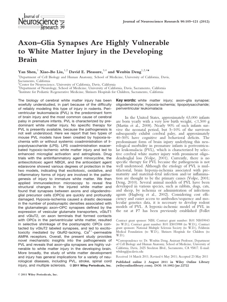 Axon-Glia Synapses Are Highly Vulnerable To White Matter Injury in The ...