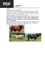Ciclo de Vida de La Vaca | PDF | Vacas | Leche