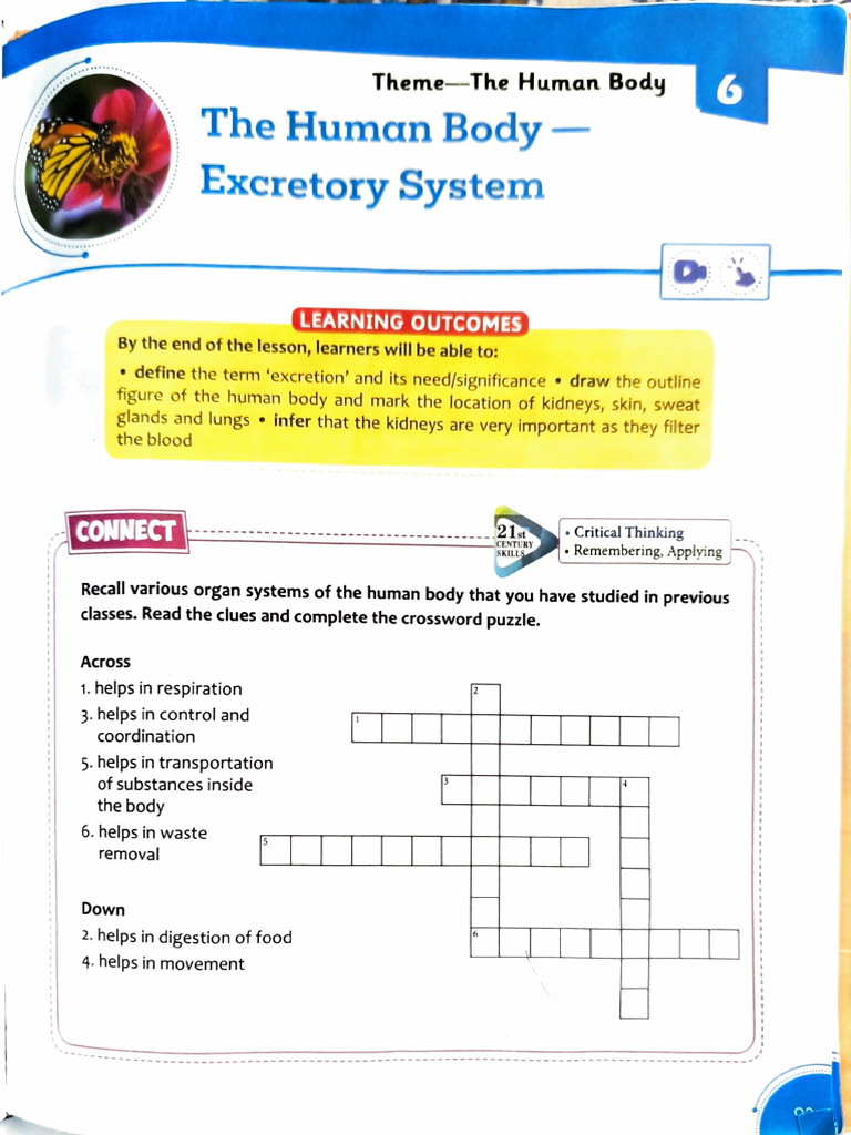 The Human Body Excretory System | PDF | Kidney | Excretion