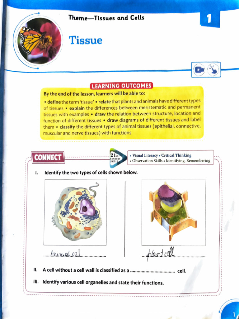 Plant and Animal Tissues Overview | PDF | Tissue (Biology) | Muscle