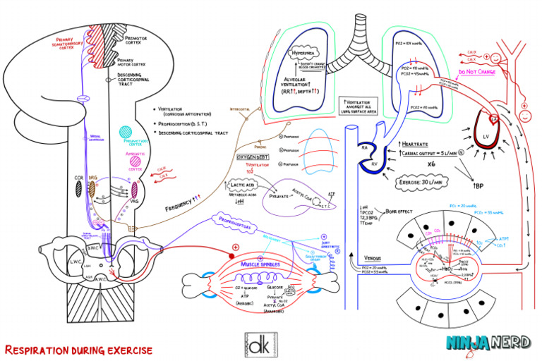 Respiration During Exercise Illustration Atf | PDF