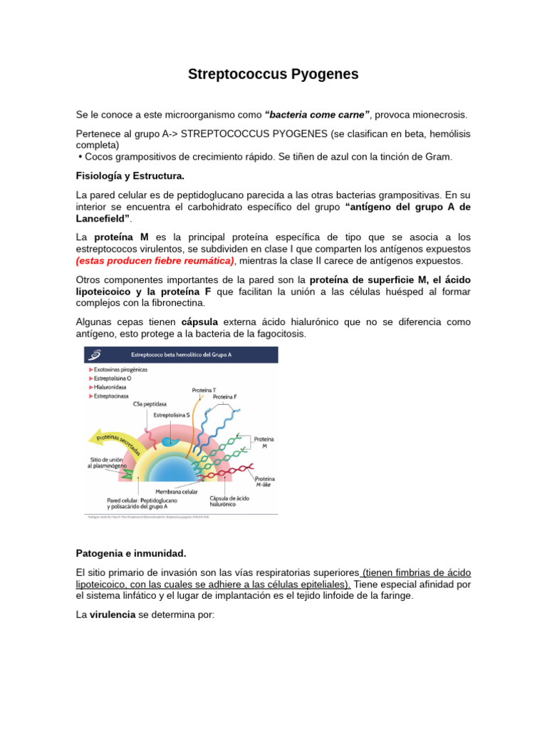 Infecciones por Streptococcus Pyogenes | PDF | Medicina CLINICA | Enfermedades y trastornos