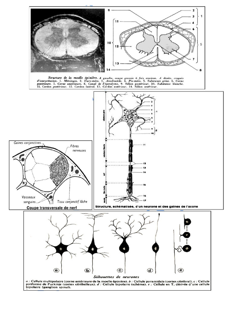 Doc4 Neurone | PDF