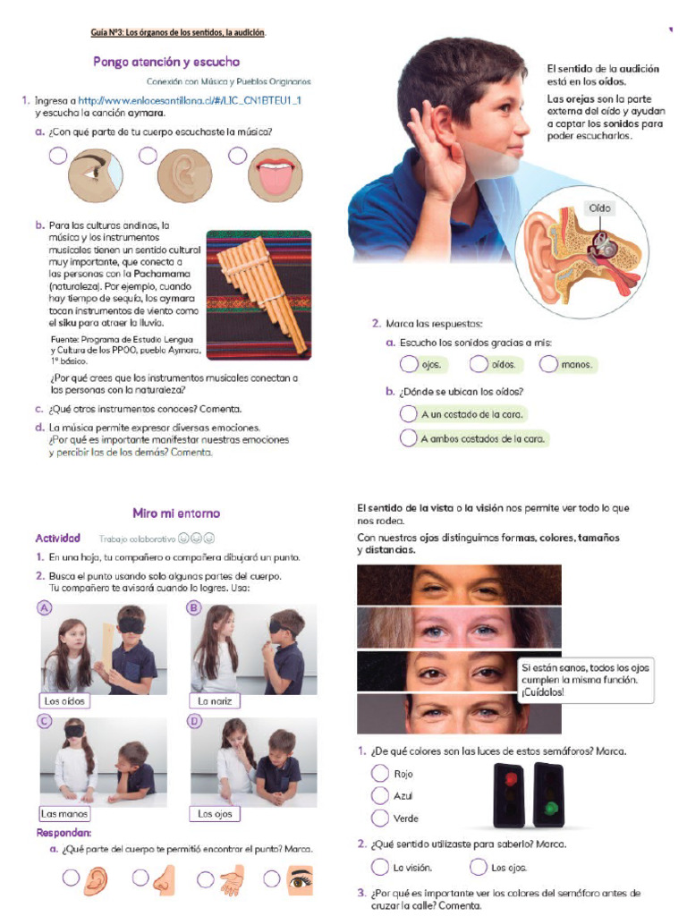Guía N3 Sentido de La Audición y La Vista. | PDF