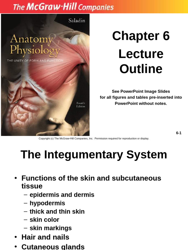 Chap06 Powerpoint Le2 | PDF | Skin | Epidermis