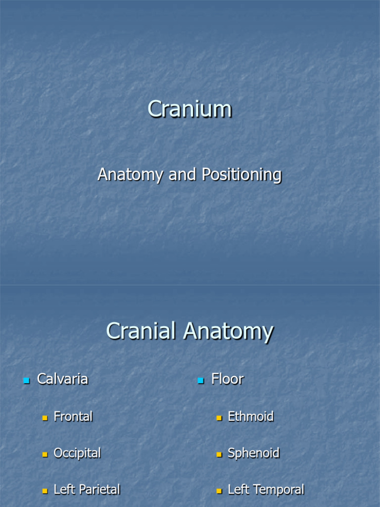 Cranium Skull RAD 520 Week 1 | PDF | Skull | Human Head And Neck