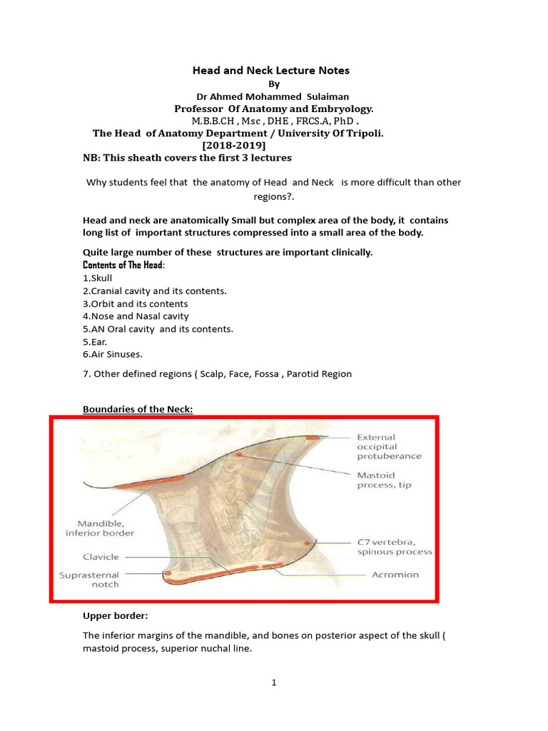 Head neck anatomy | PDF | Vertebra | Skull