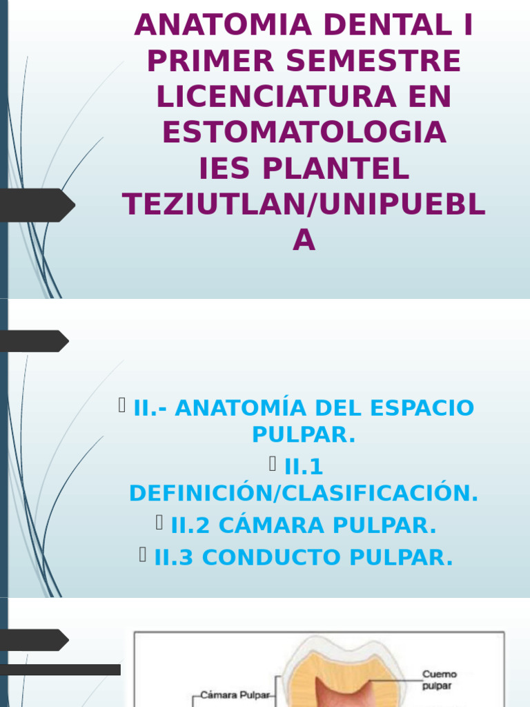 II.-anatomia Del Espacio Pulpar 1 | PDF