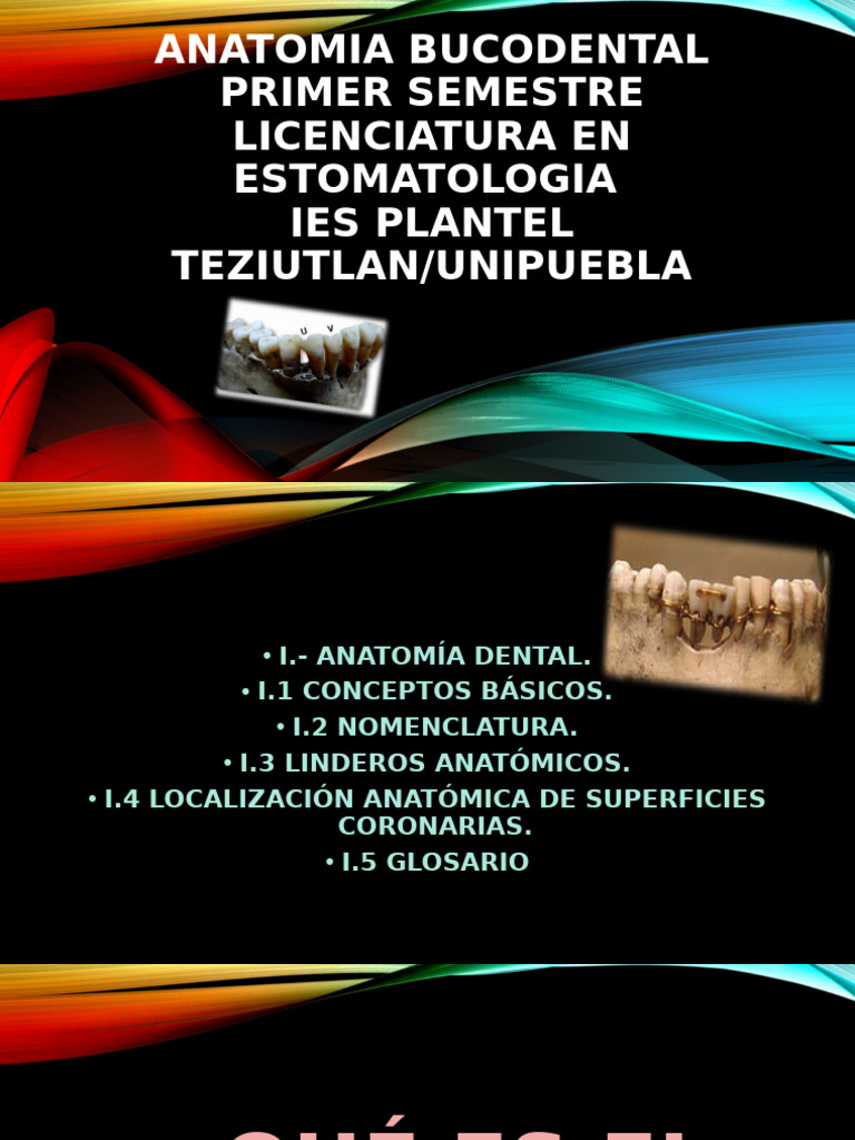 I.-anatomia Bucodental Diente 1 | PDF | Diente | Esmalte de dientes