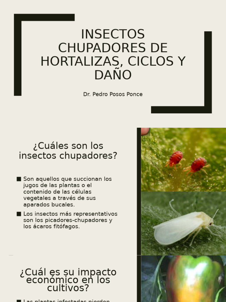 Presentación MCPA | PDF | Insectos | Organismos