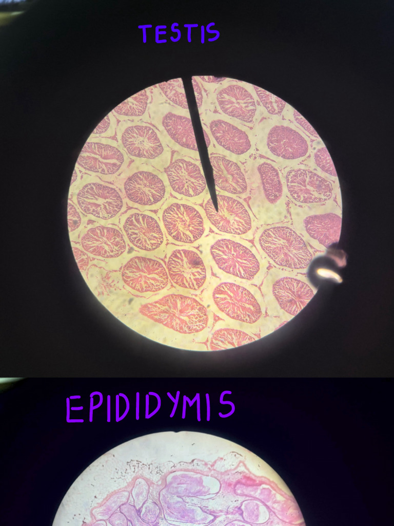 Histology Male Rep Sys | PDF