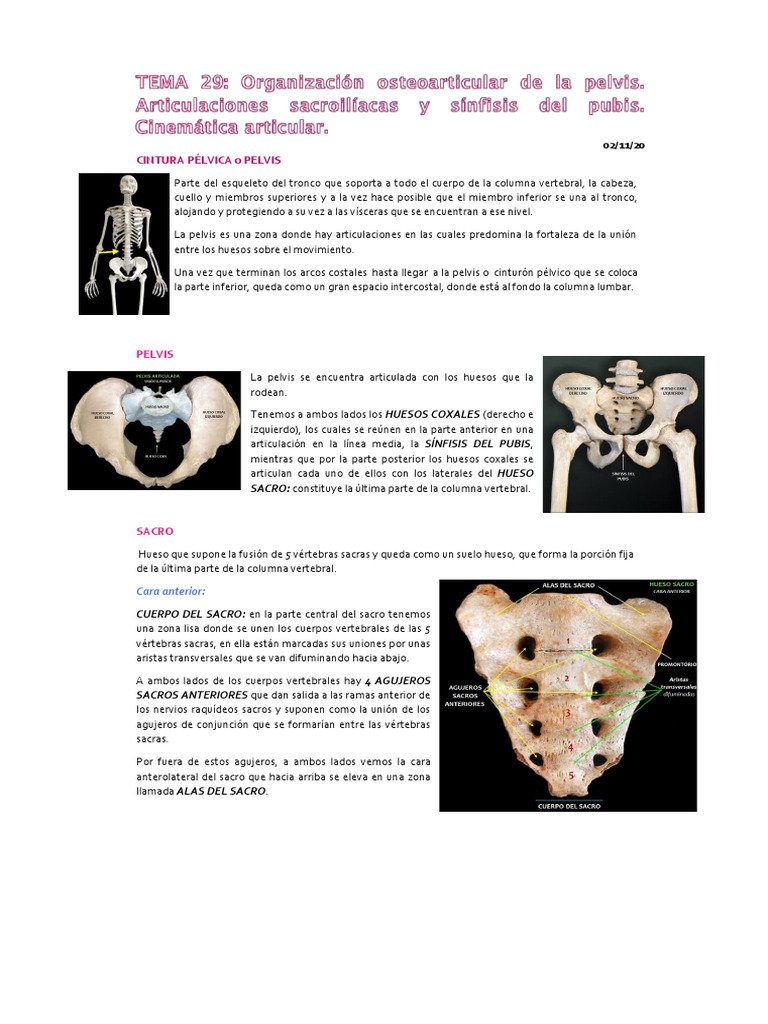 Tema 29 | PDF | Pelvis | Vértebra