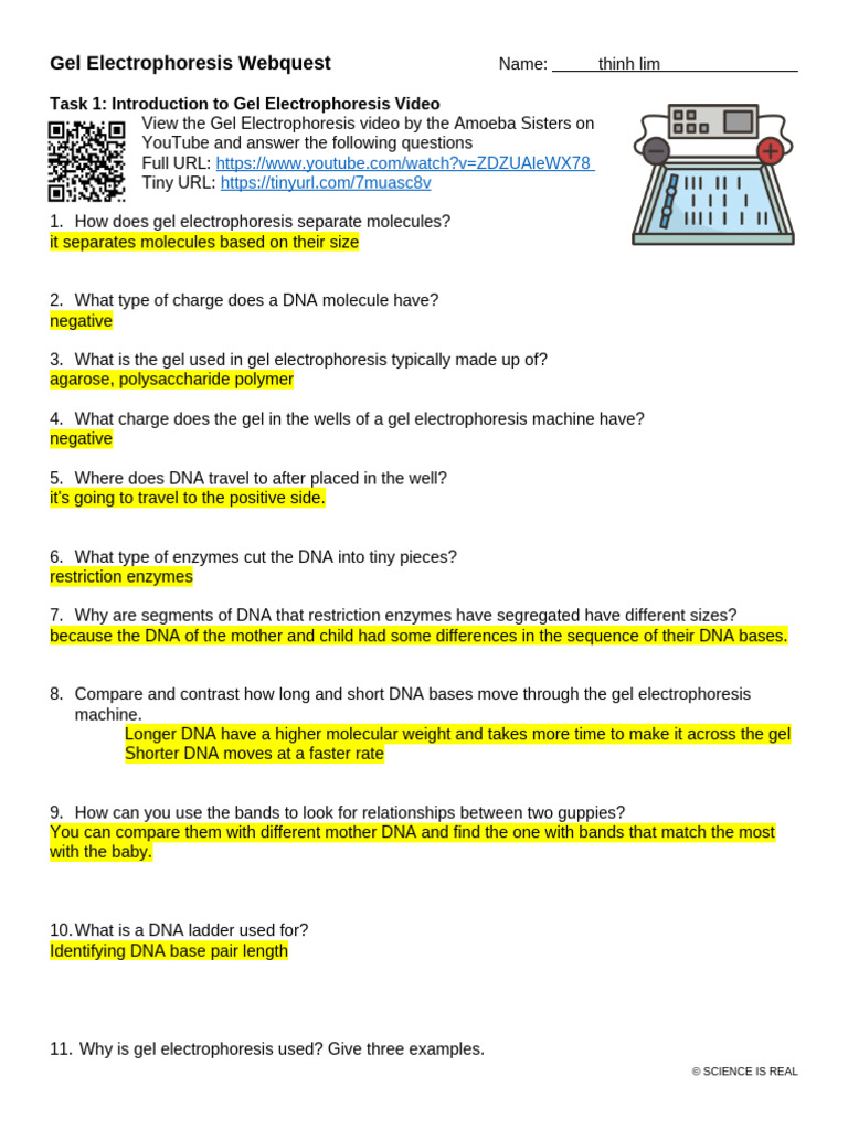 Gel Electrophoresis Webquest | PDF | Gel Electrophoresis | Agarose Gel ...