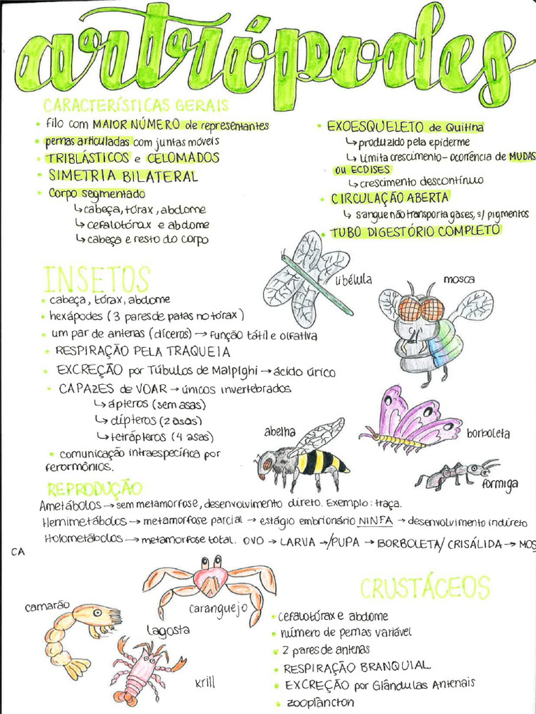 Artrópodes e Equinodermos - Zoologia - Biologia Resumos | PDF