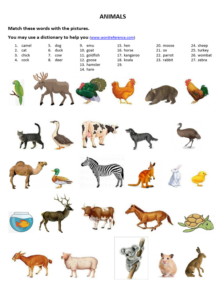 Animal Picture Matching Activity | PDF