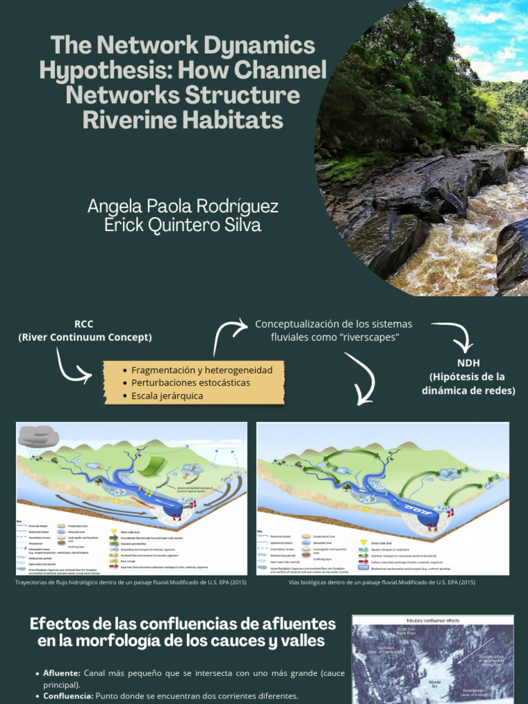 The Network Dynamics Hypothesis How Channel Networks Structure Riverine ...