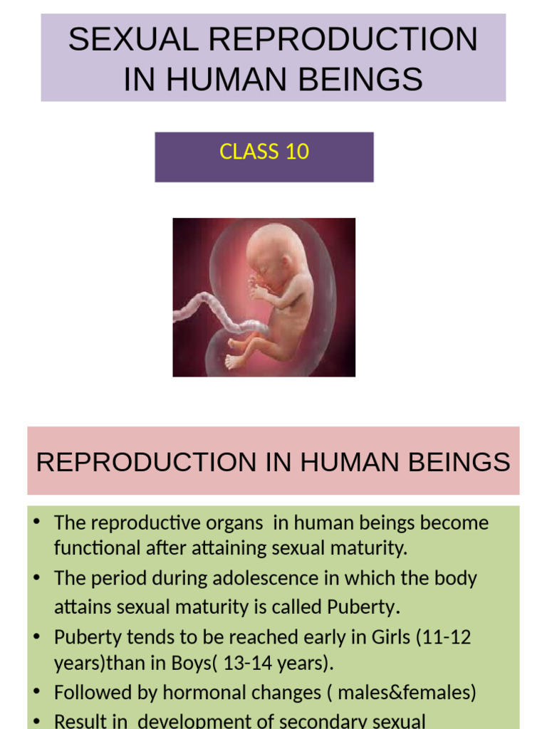 Human Sexual Reproduction Overview | PDF | Reproductive System | Testicle