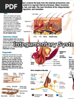 Layers of The Skin Labelling Sheet | PDF