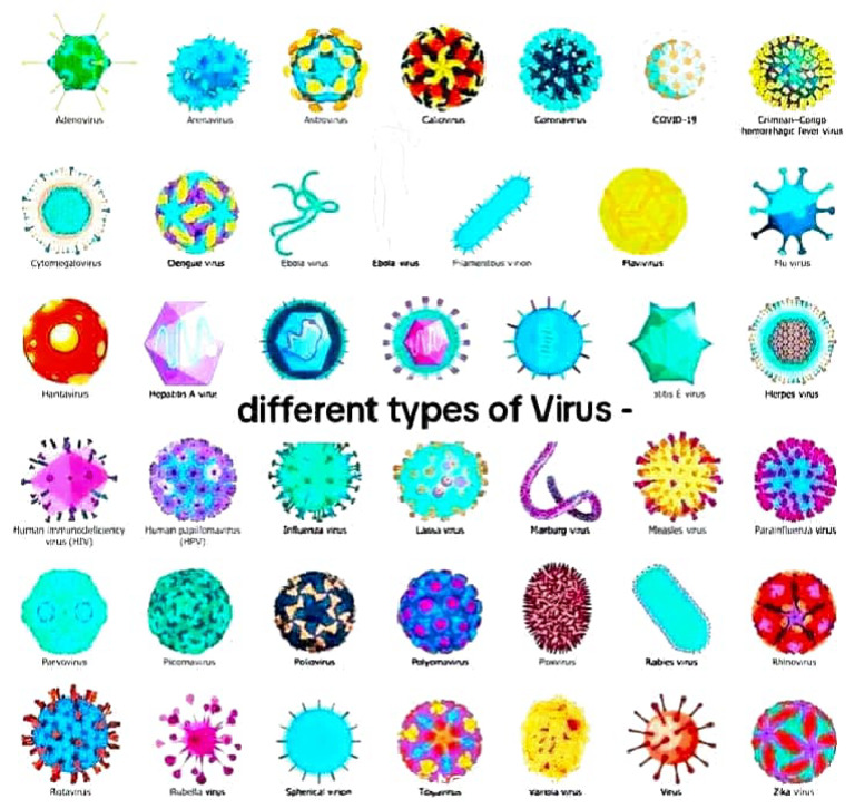 Types Of Viruses Explained Pdf