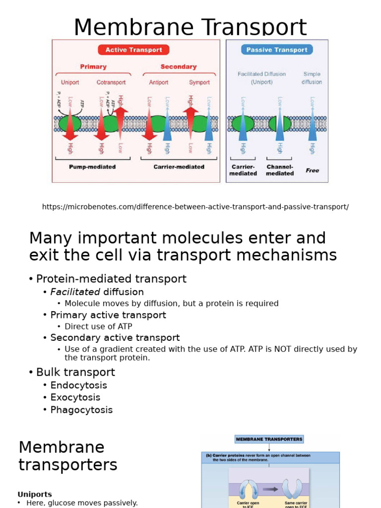Membrane Transport Mechanisms Explained | PDF | Chemical Synapse ...