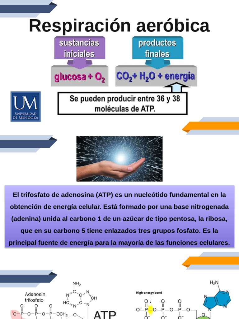 Respiracion Celular | PDF | Respiración celular | Trifosfato de adenosina