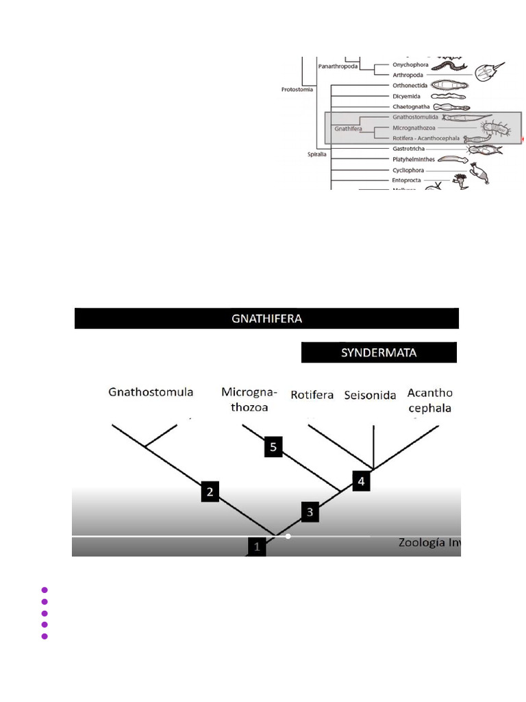 Clado Gnathifera: Mandíbulas y Características | PDF | Boca | Músculo
