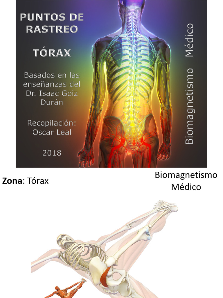 03+ubicaci - N Puntos de Rastreo T - Rax | PDF | Vértebra | Tórax (anatomía humana)