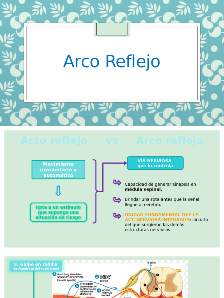 Arco Reflejo | PDF | Dolor | Sistema nervioso