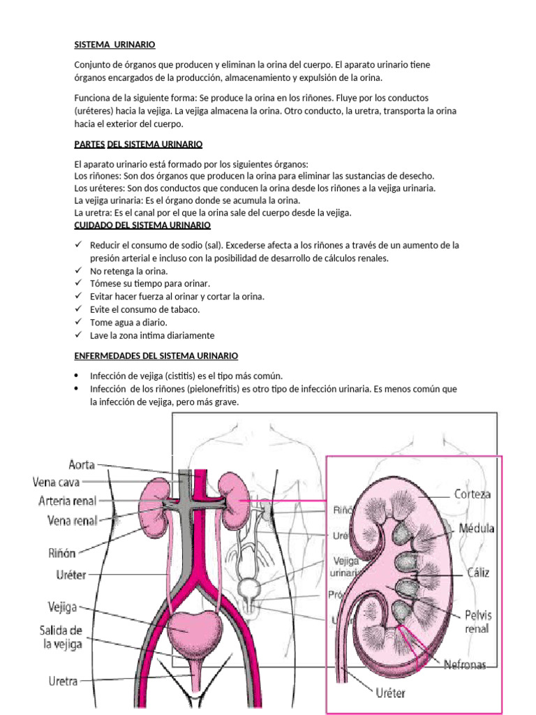 Sistema Urinario | PDF
