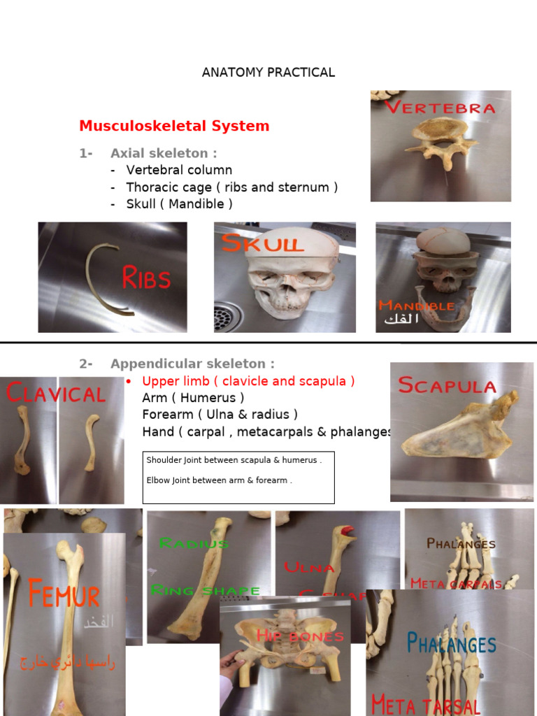 Anatomy Practical Musculoskeletal Cardiovascular Systems Pdf