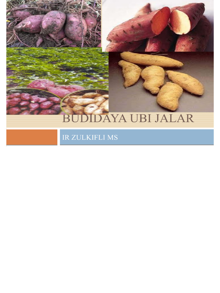 Budidaya Ubi Jalar | PDF