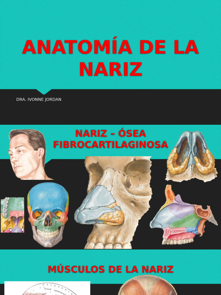 Anatomía Completa de la Nariz y Cavidad Nasal | PDF