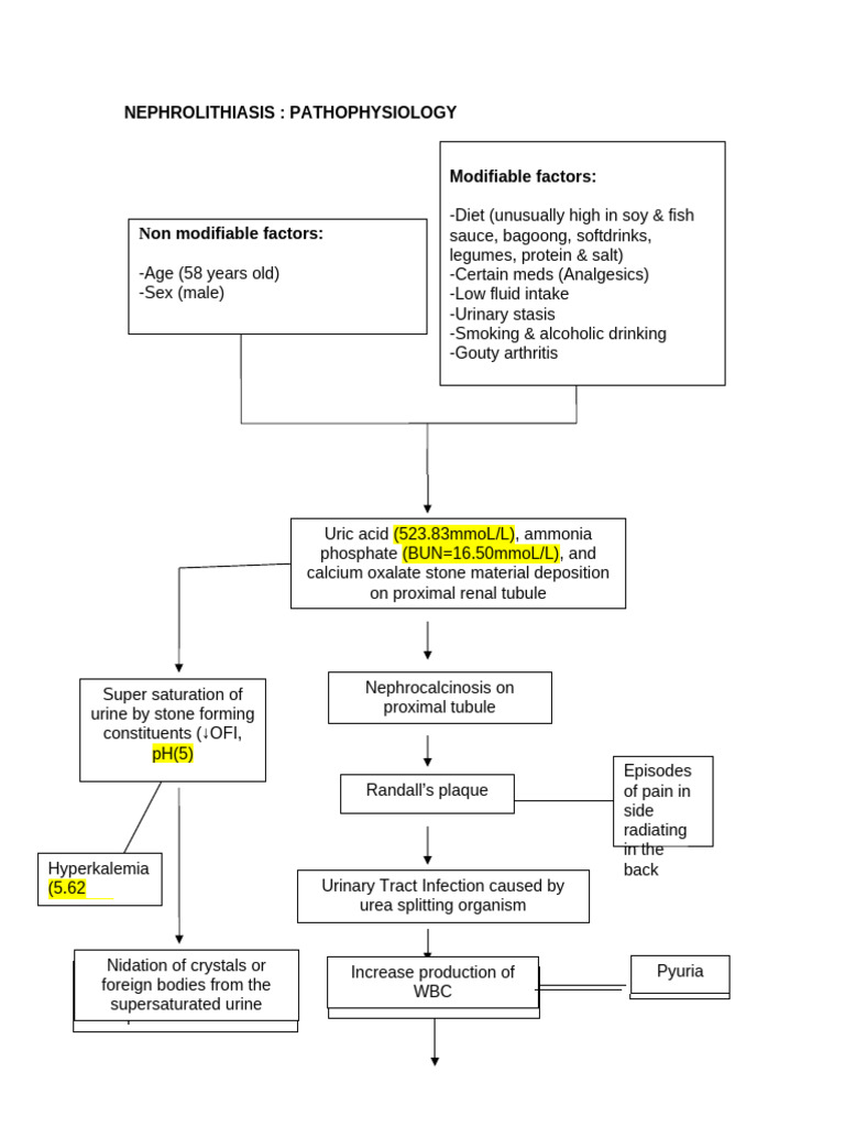 Pathophysiology of Nephrolithiasis | PDF | Nephrology | Abdomen