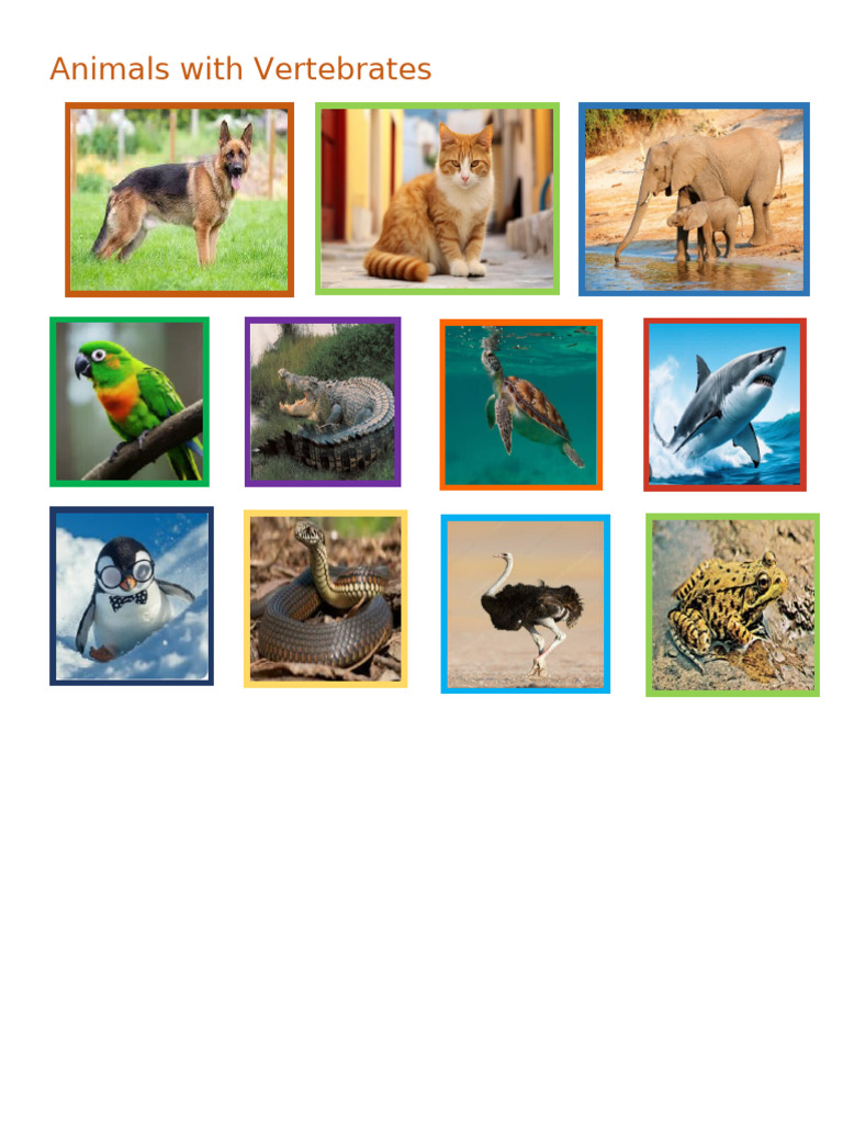 Animals With Vertebrates | PDF