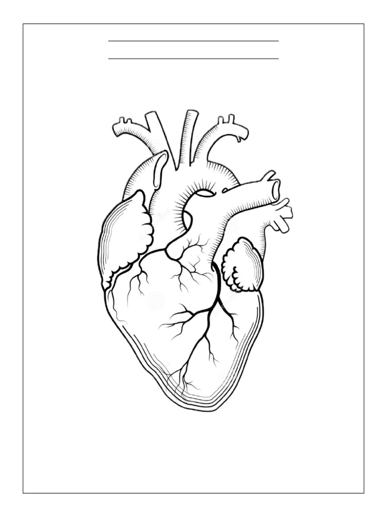 Anatomy - 20template 4 | PDF