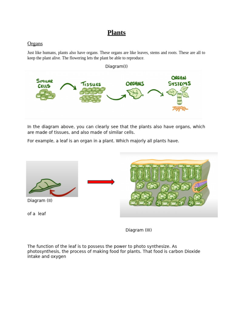 Plant Organs: Leaf Structure & Function | PDF