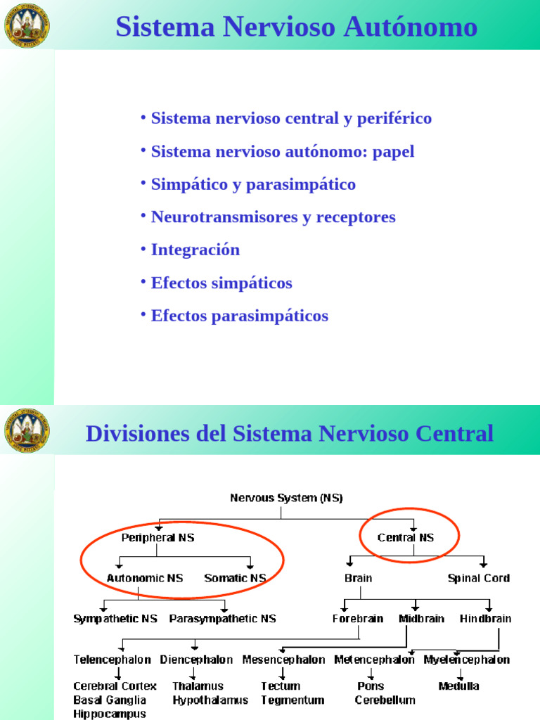 Tema 6 Sna | PDF | Glándula suprarrenal | Neuroanatomía