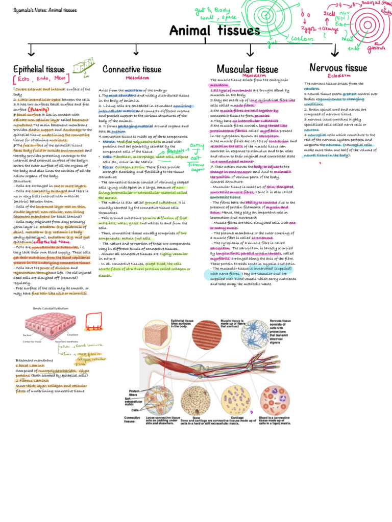 Overview of Animal Tissues and Their Functions | PDF | Epithelium | Bone