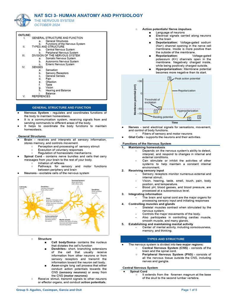 5 Nervous System Pdf Nervous System Central Nervous System