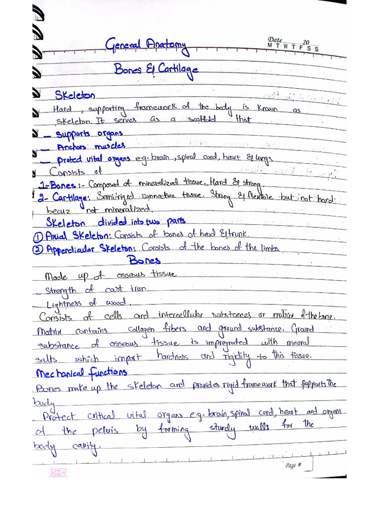Bone GA Notes | PDF