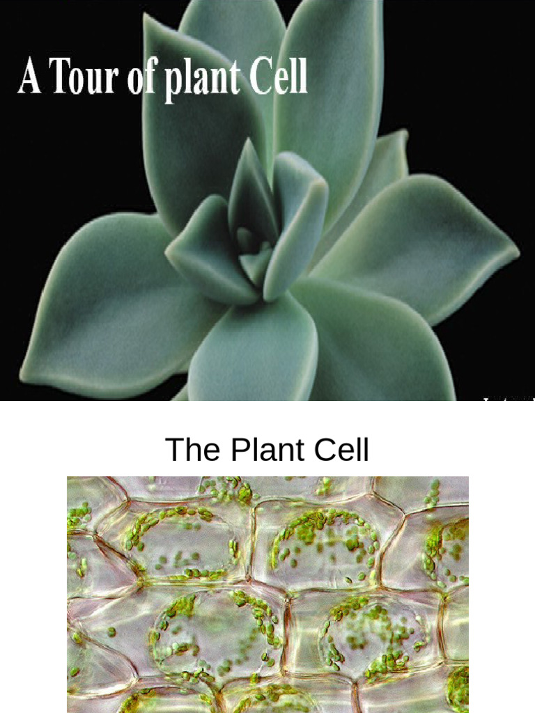 Overview of Plant Cell Structure and Function | PDF | Endoplasmic ...