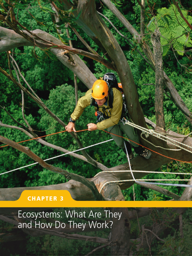 Components of Ecocystem, Energy Flow Through Ecosystem, Productivity ...