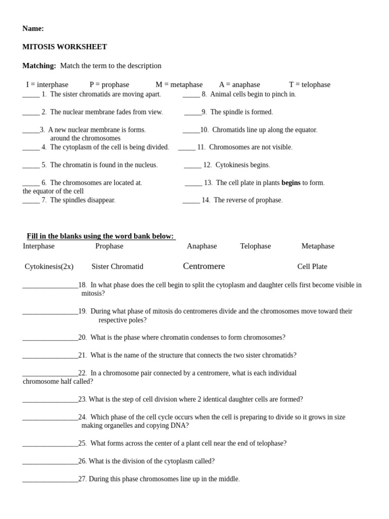 MITOSIS-WORKSHEET | PDF | Mitosis | Chromosome
