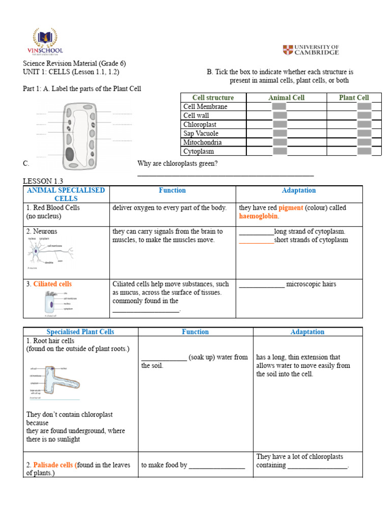 Grade 6 Science Revision Material | PDF | Chemical Elements | Cell (Biology)