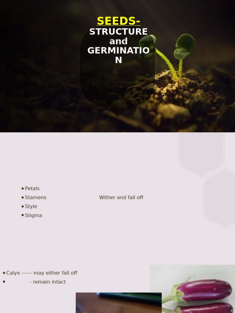 Seed Structure and Germination Guide | PDF
