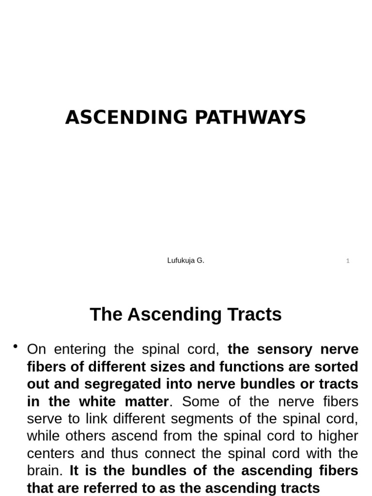 Pain & Temp Pathway (Phy) | PDF | Spinal Cord | Nerve