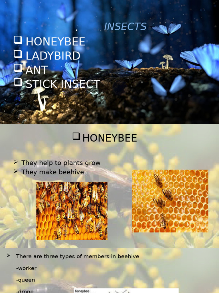 INSECTS | PDF