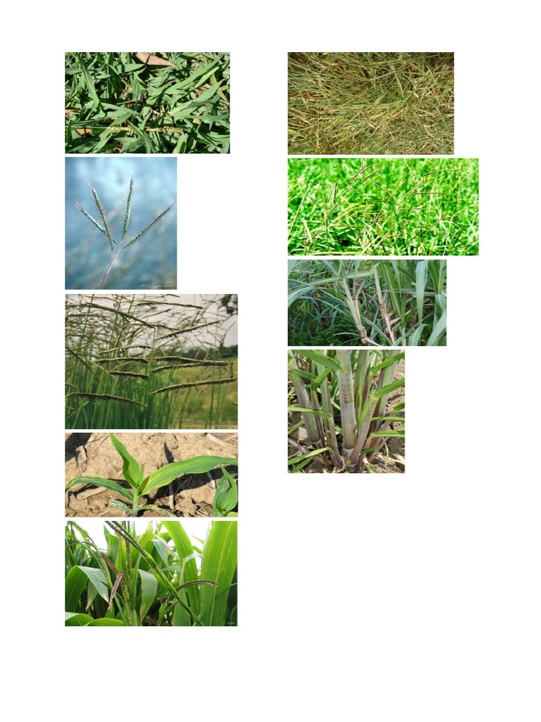 Forage Id | PDF